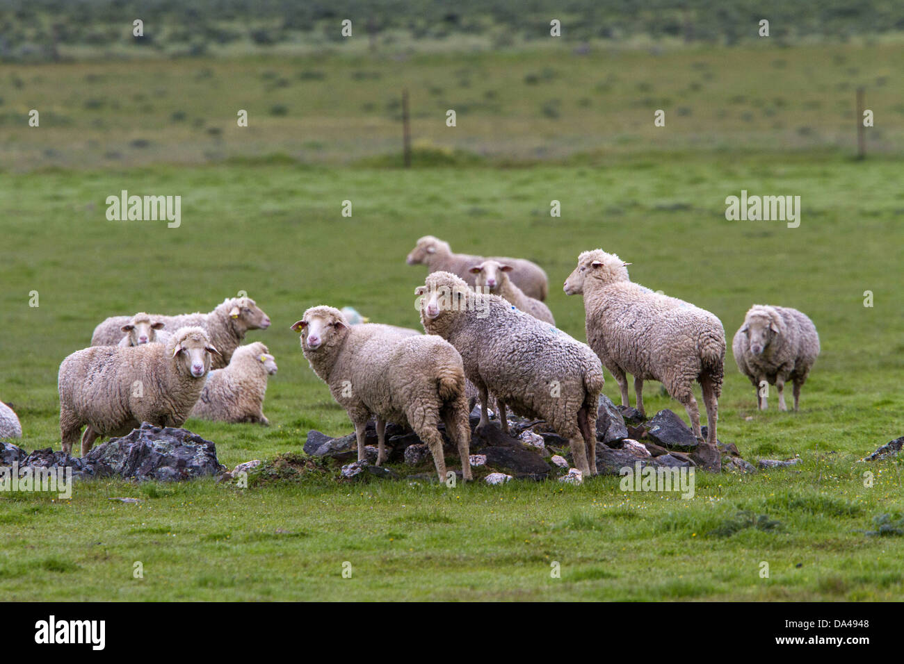 Merino sheep hi-res stock photography and images - Alamy