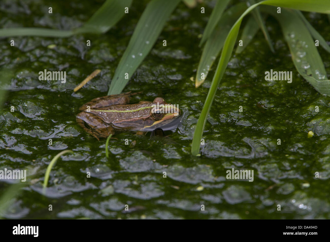 Iberian frogs hi-res stock photography and images - Alamy