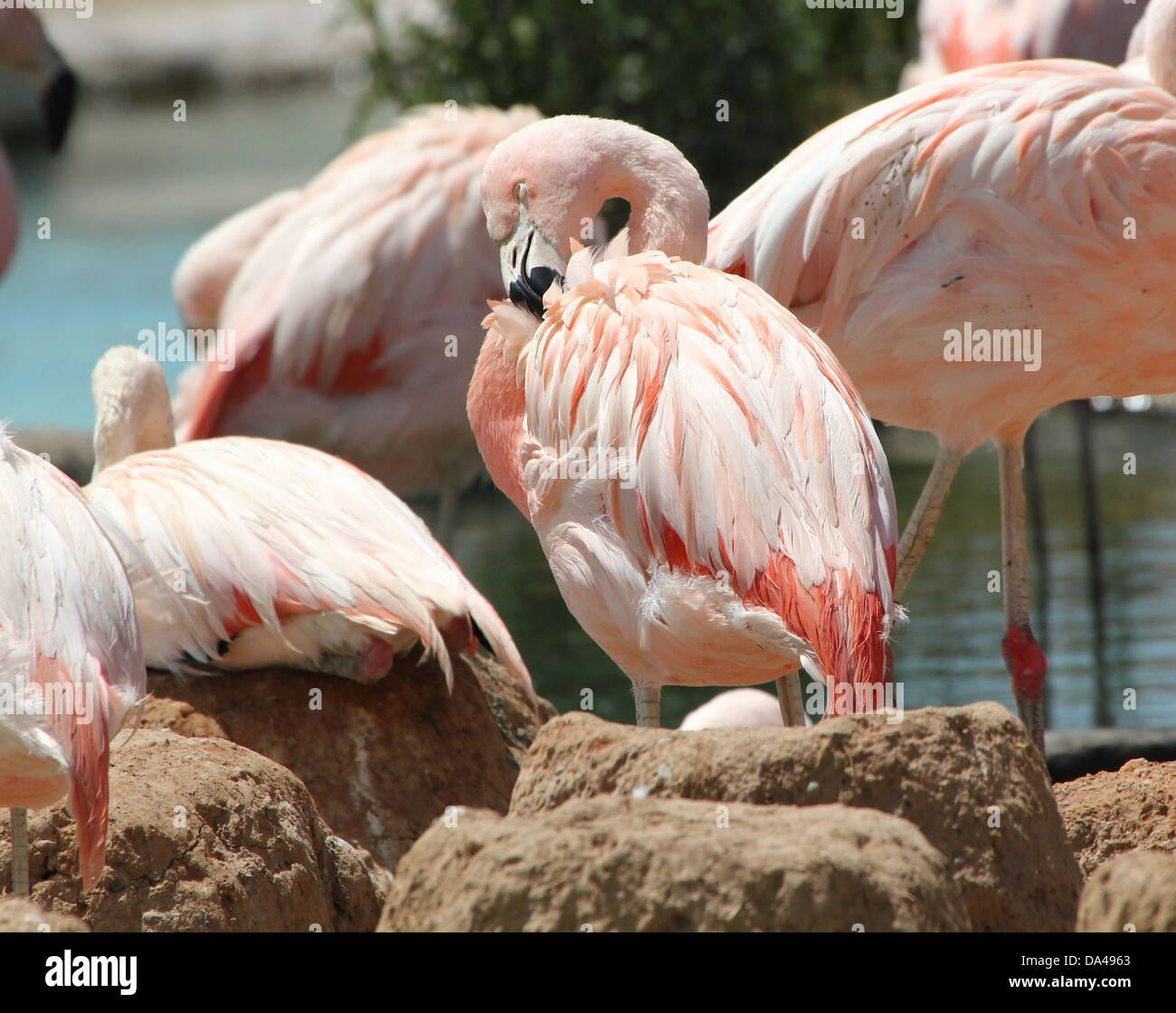 Preening flamingos hi-res stock photography and images - Alamy