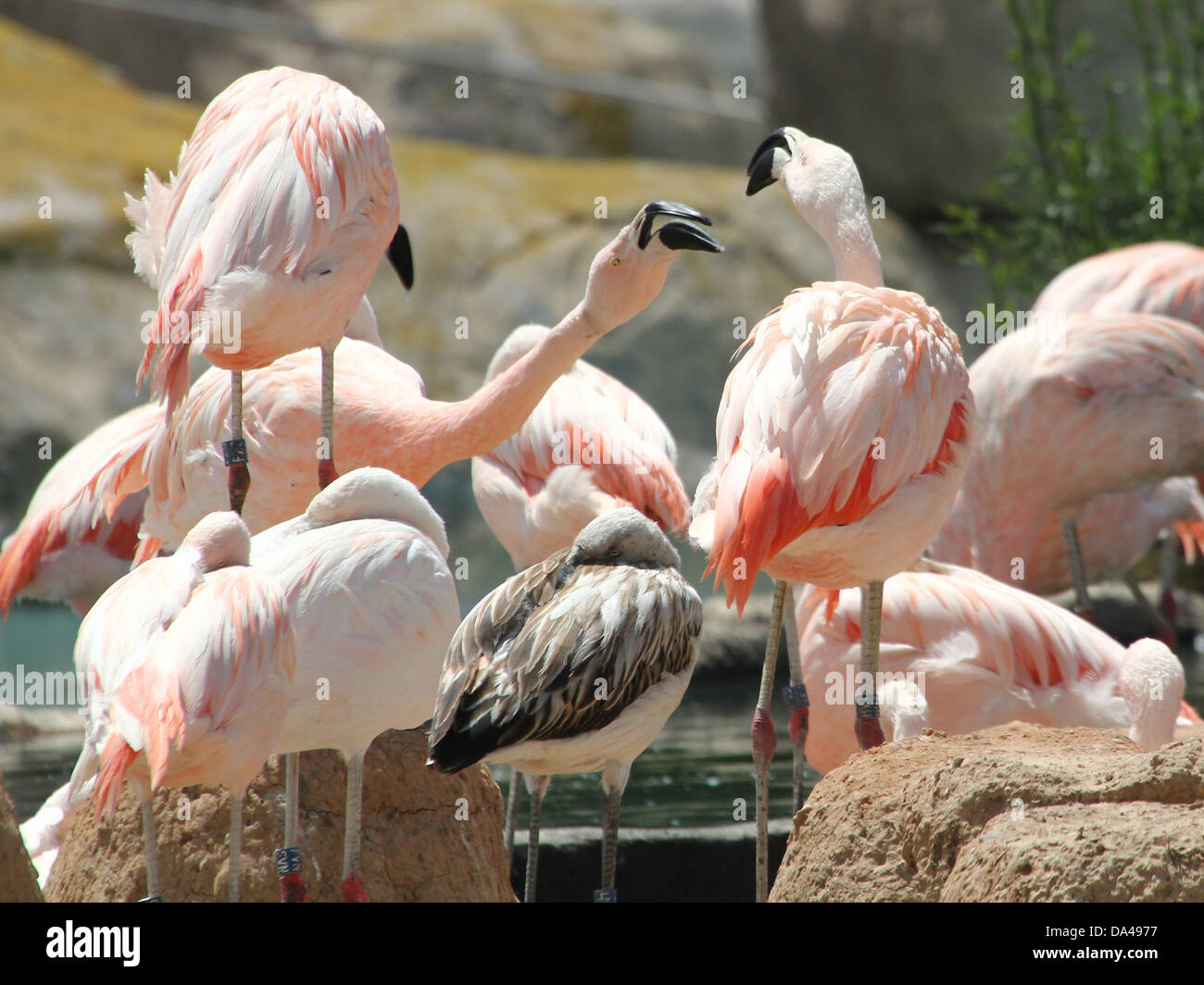 Flamingo fighting hi-res stock photography and images - Alamy