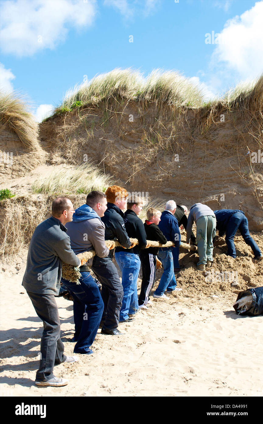 Men pulling old, discarded rope out of a sand dune on a beach 'clean up ...