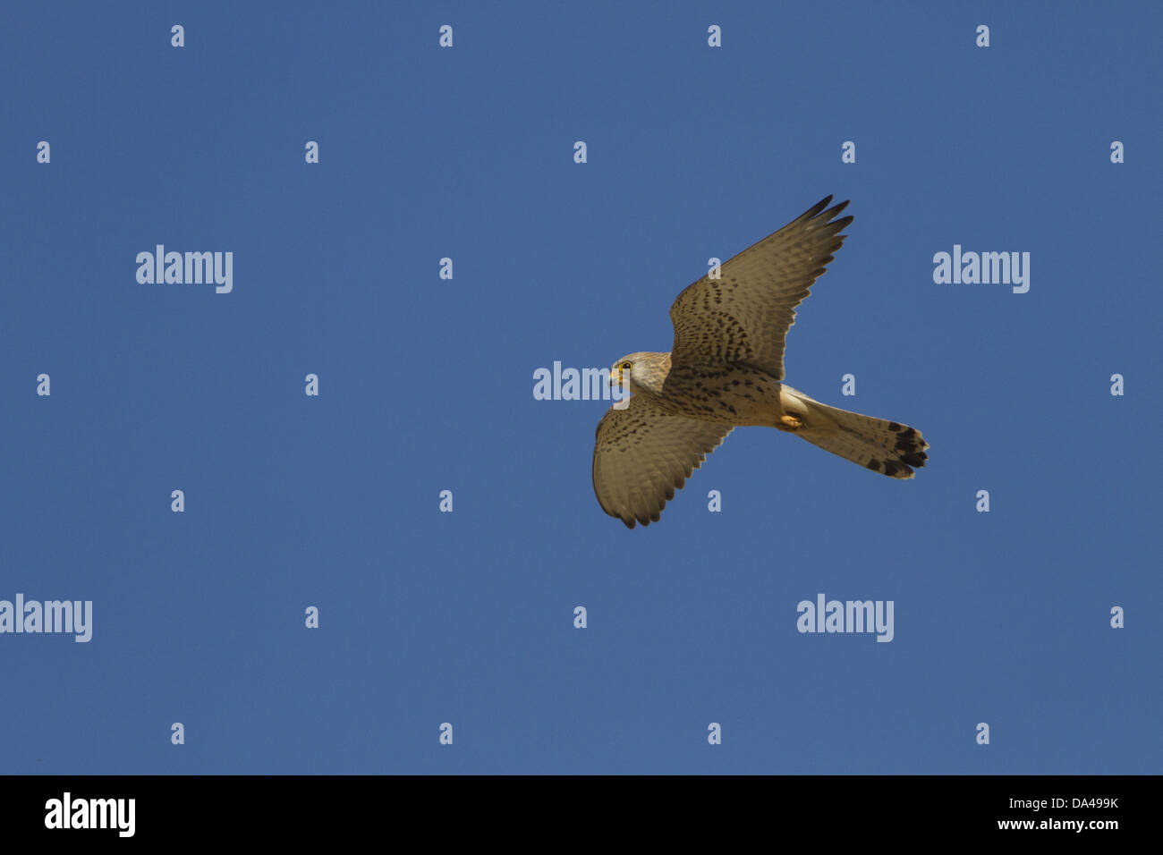 Female lesser kestrel in flight hi-res stock photography and images - Alamy