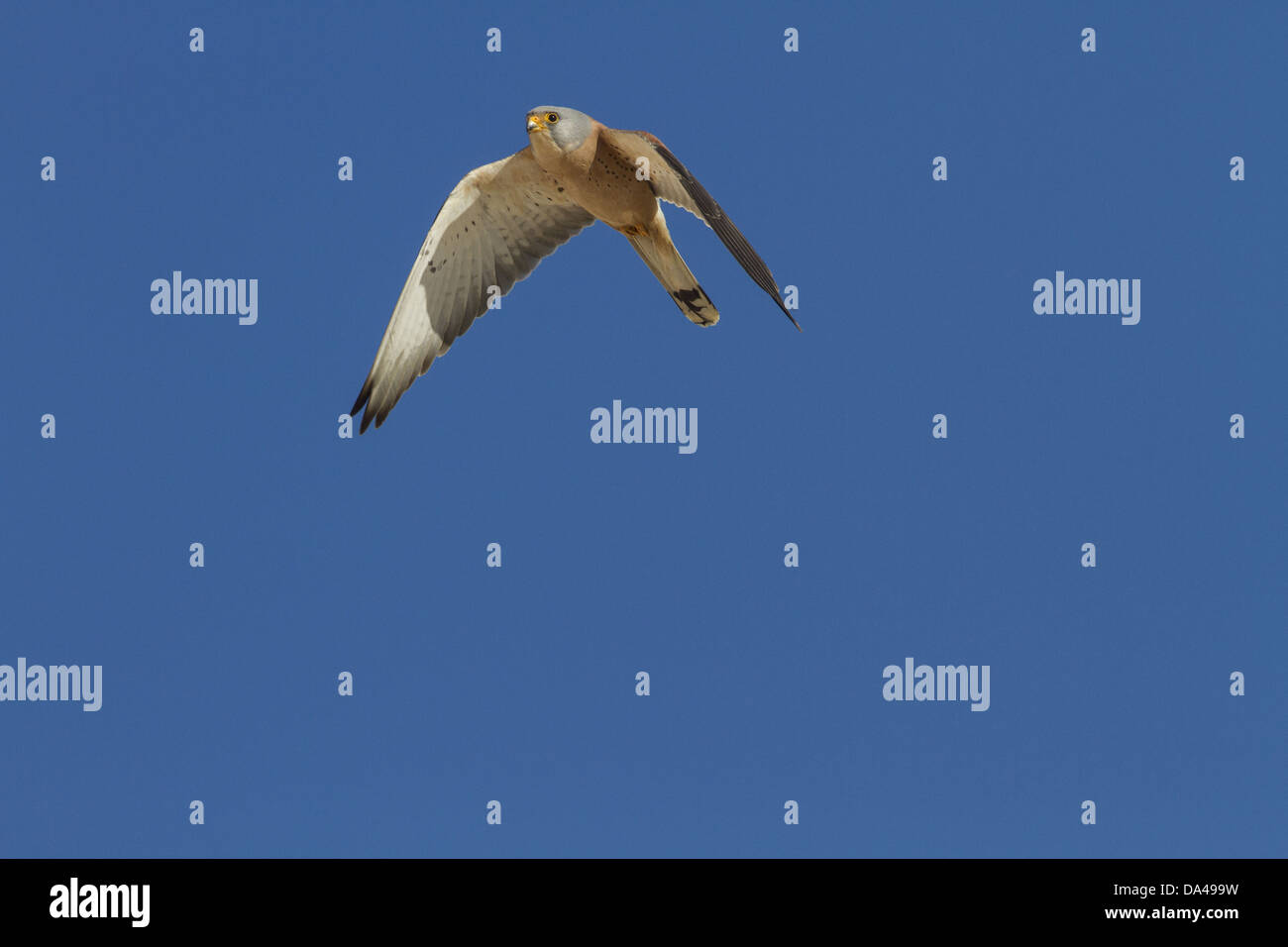 Lesser Kestrel male in flight - Extremadura Spain Stock Photo - Alamy