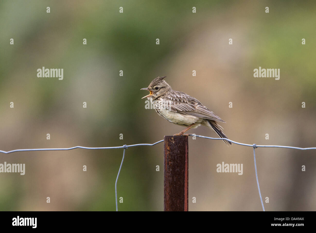 Crested Lark singing on fence Stock Photo - Alamy