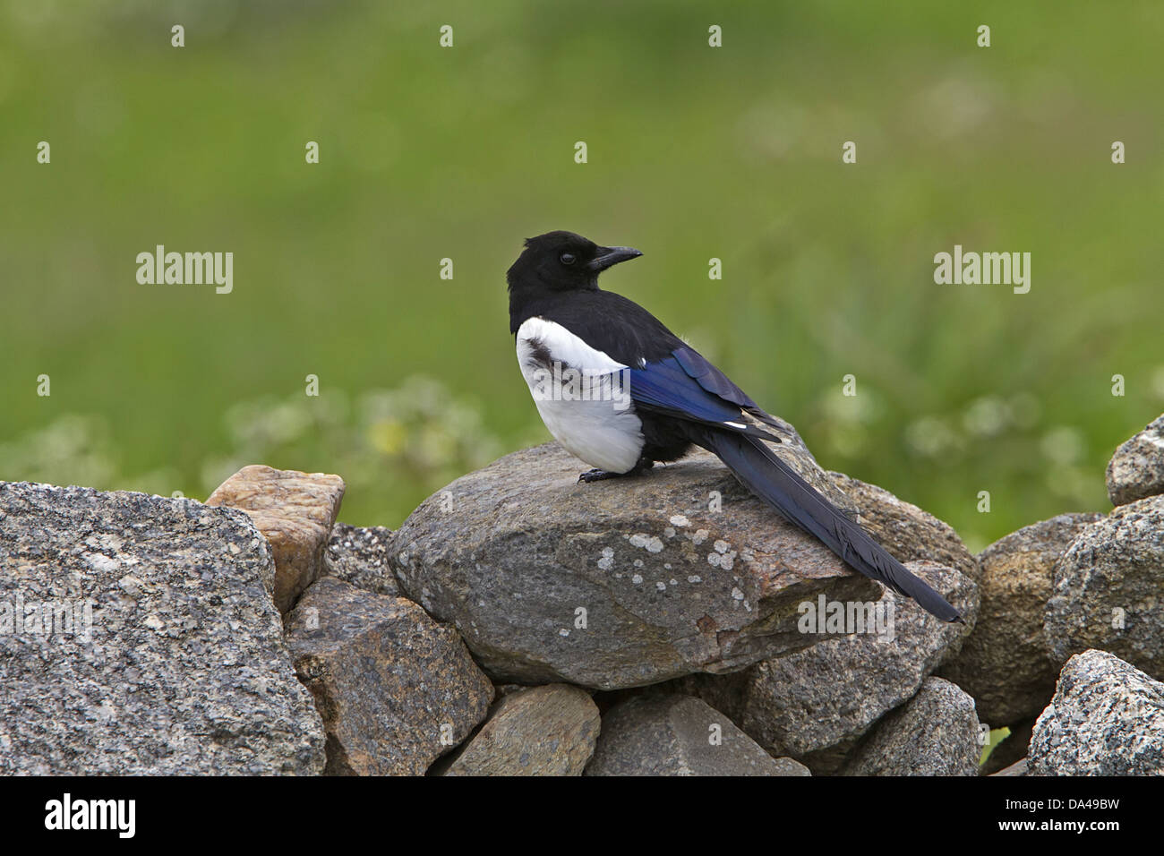 Common Magpie on stone wall Stock Photo - Alamy