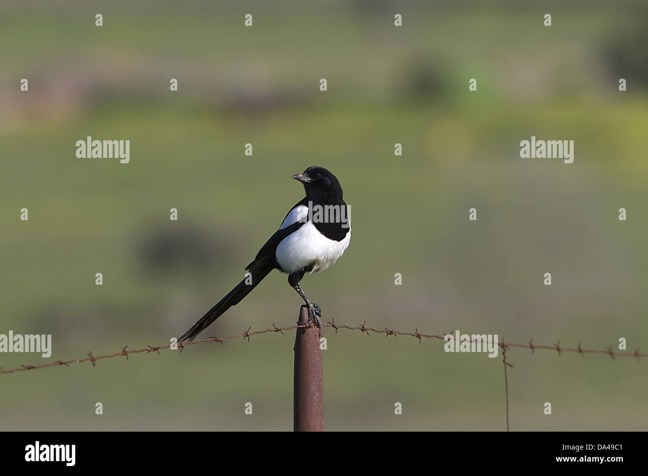 Magpie on fence hi-res stock photography and images - Alamy