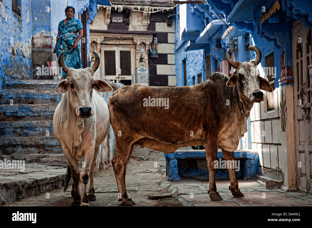 Cows gazing alley street jodhpur hi-res stock photography and images ...