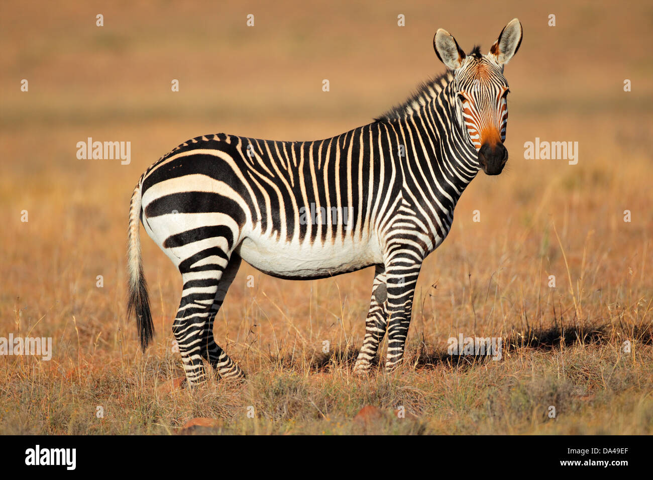 Cape Mountain Zebra (Equus zebra), Mountain Zebra National Park, South ...