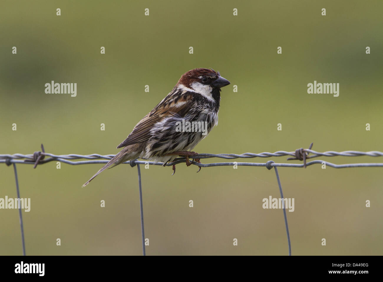 Male sparrow and fence hi-res stock photography and images - Alamy