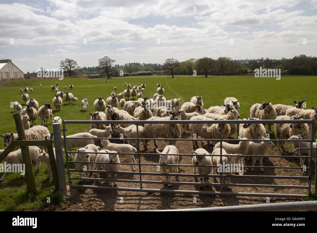 flock of sheep wait at field gate Stock Photo - Alamy