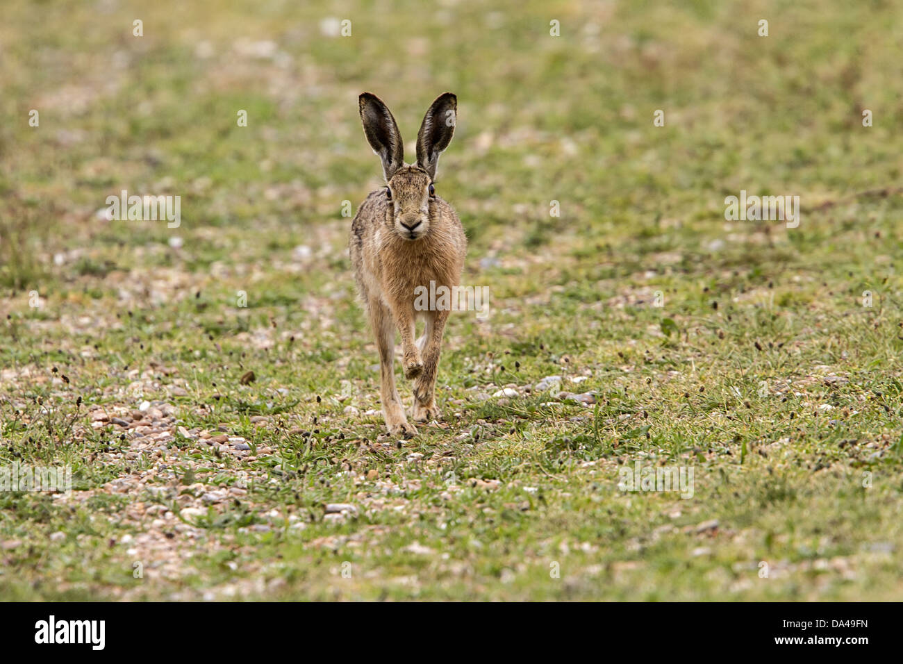 Brown Hare running Stock Photo - Alamy