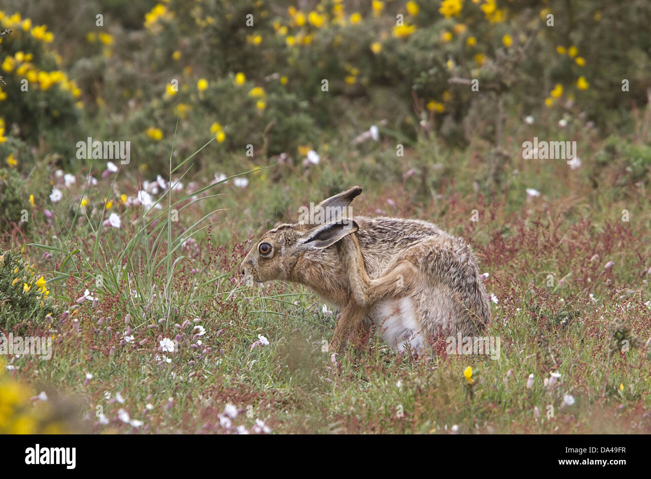 Brown Hare scratching Stock Photo - Alamy