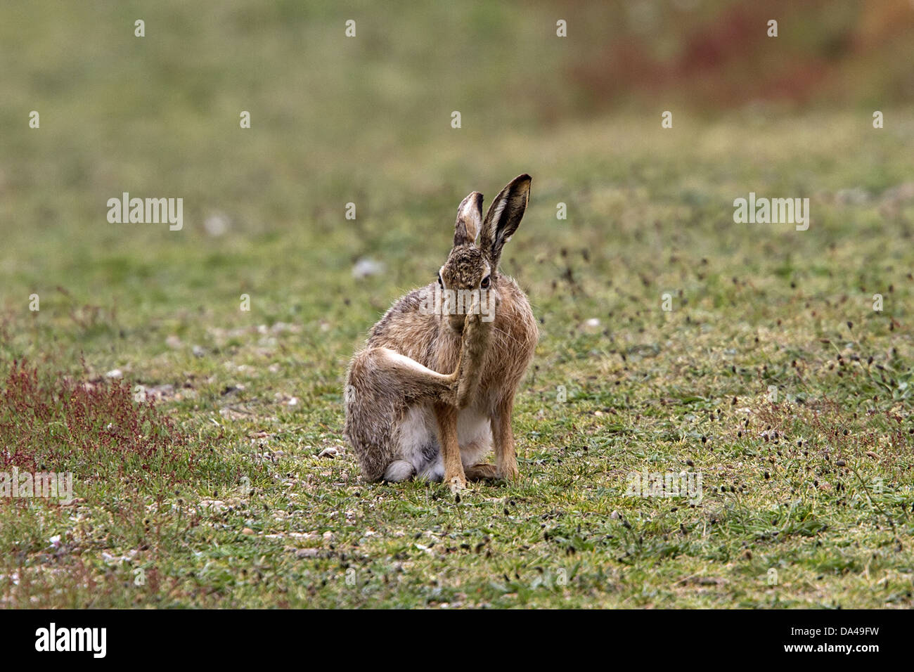 Brown Hare scratching Stock Photo - Alamy