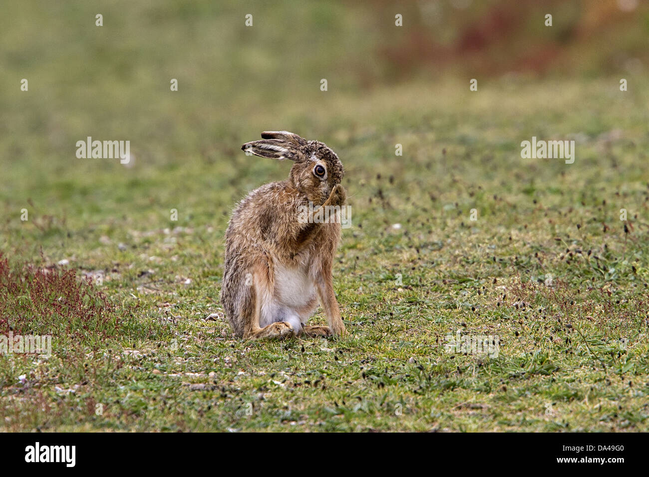 Brown hare scratching hi-res stock photography and images - Alamy
