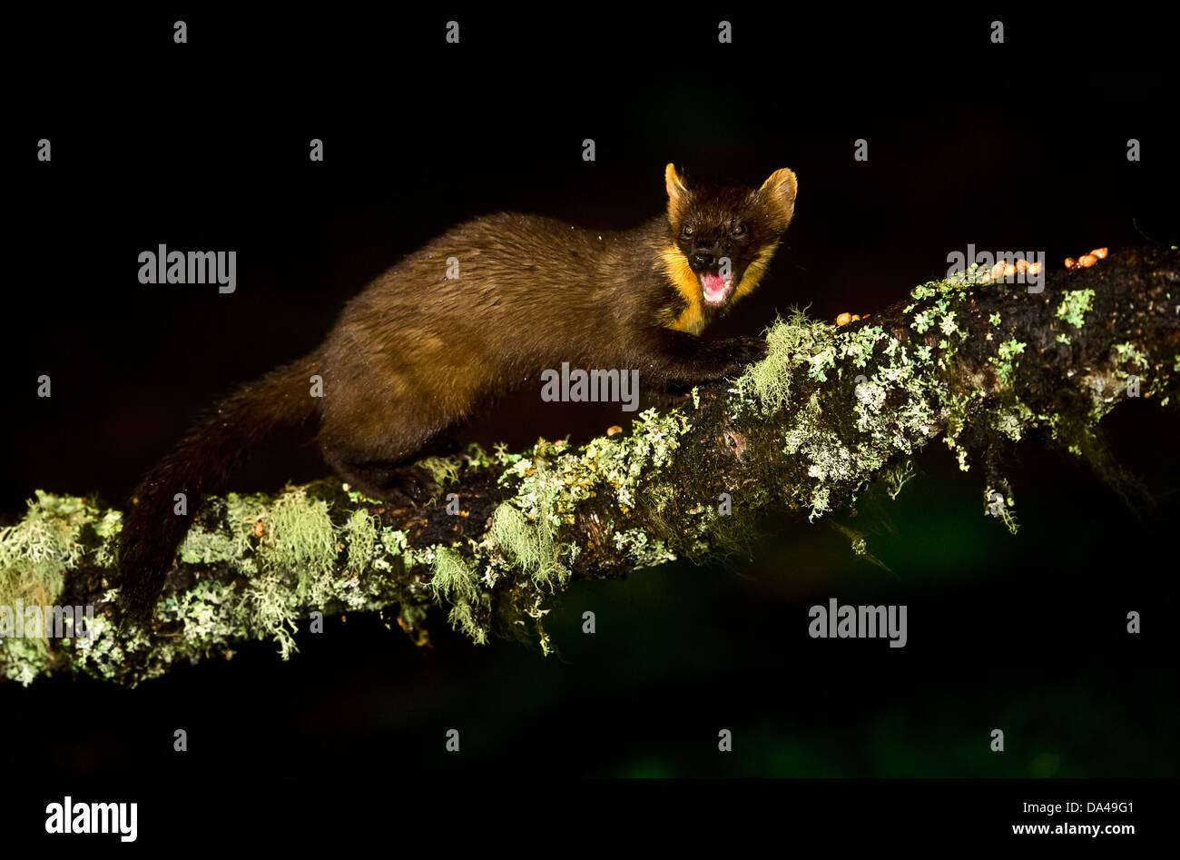 Pine martin hi-res stock photography and images - Alamy