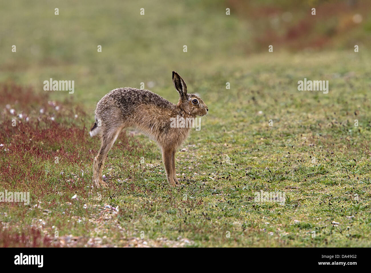 Brown Hare stretching Stock Photo - Alamy