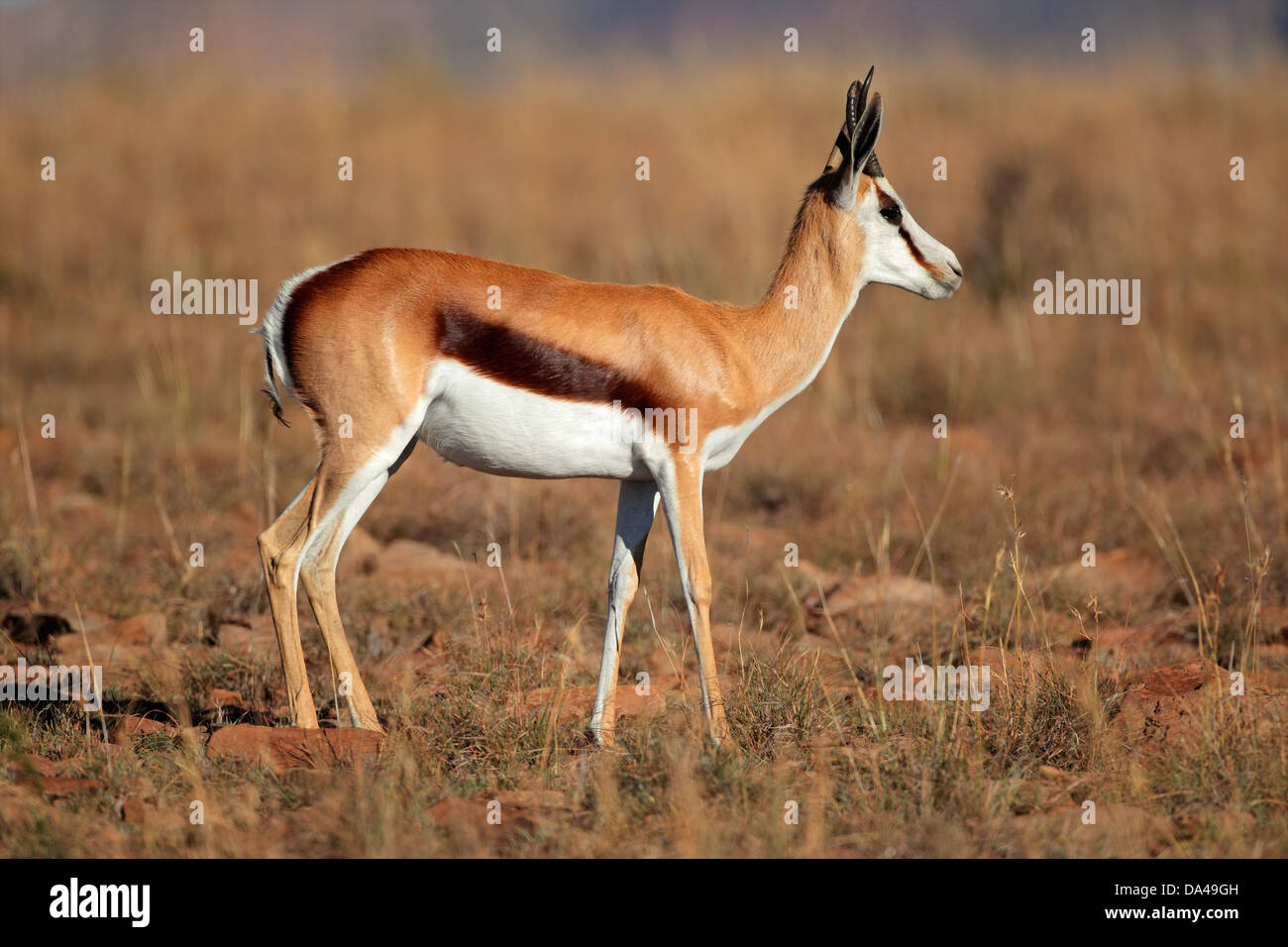 Side view of a springbok antelope (Antidorcas marsupialis), South ...