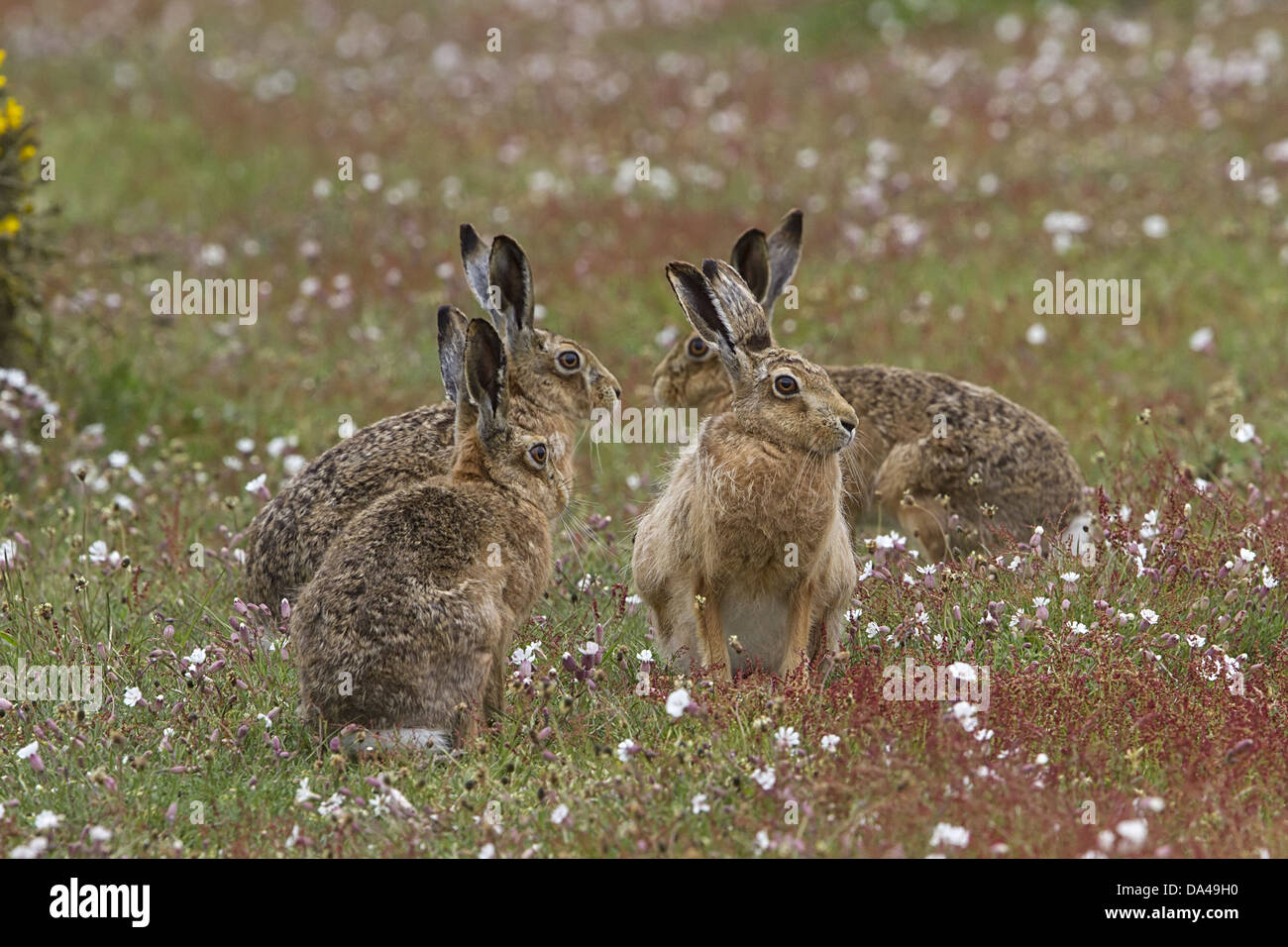 Group of Brown Hares on Havergate Island, Suffolk Stock Photo - Alamy