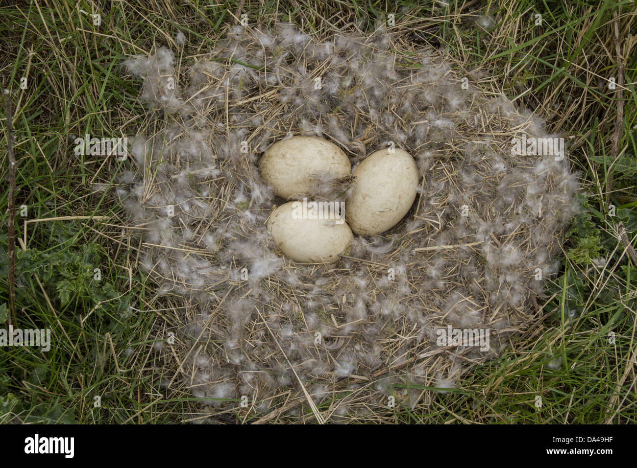 Nest and eggs of Canada Goose Stock Photo - Alamy