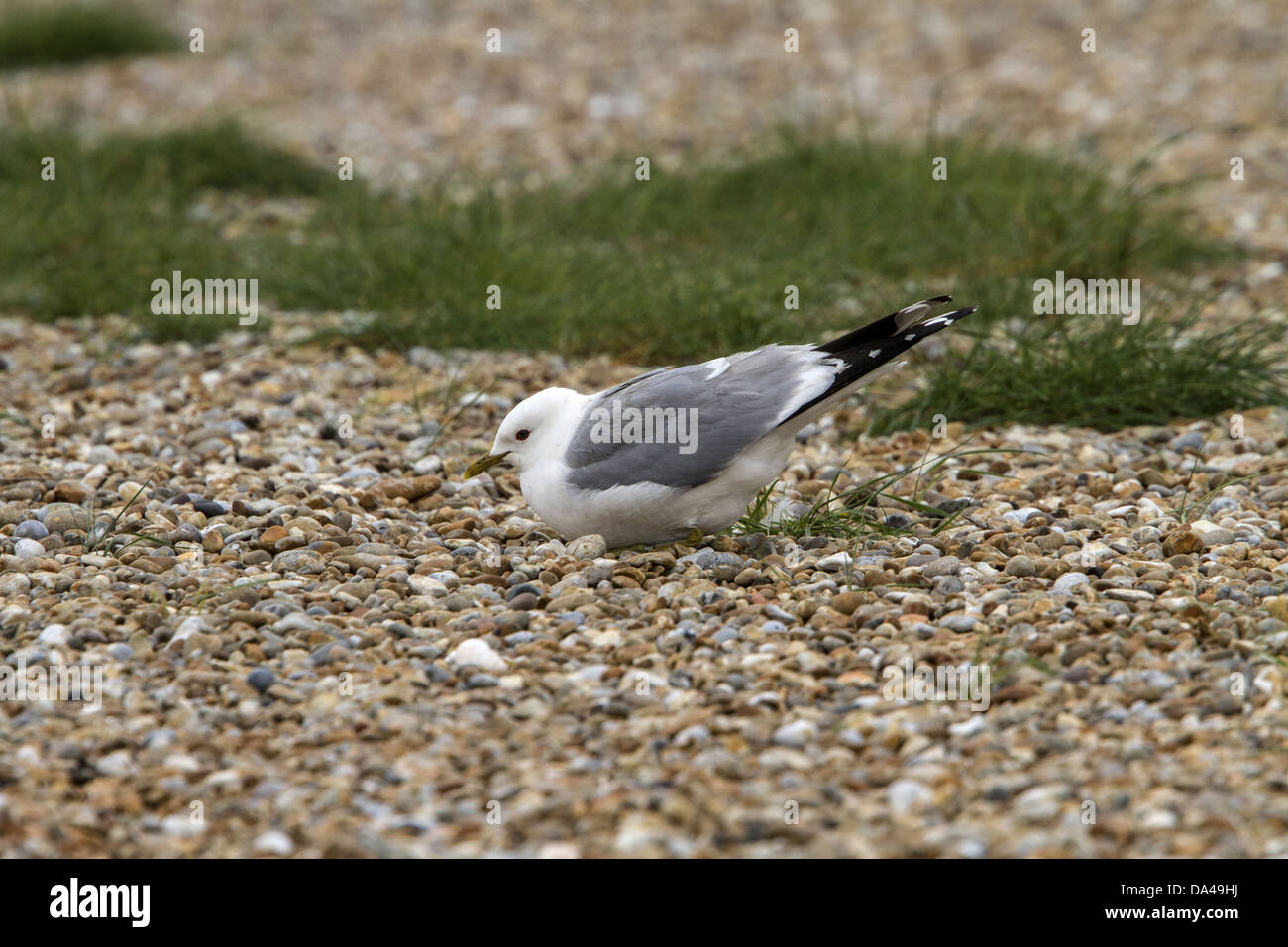 Common Gull nesting on Havergate Island Suffolk Stock Photo - Alamy