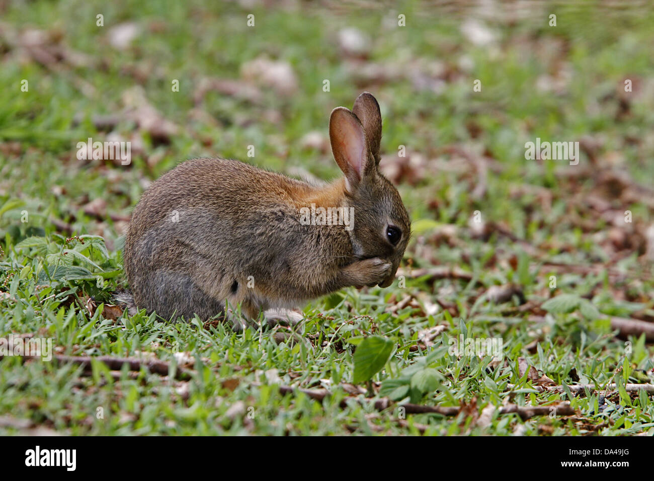 European Rabbit using its front paws to groom its face Stock Photo - Alamy
