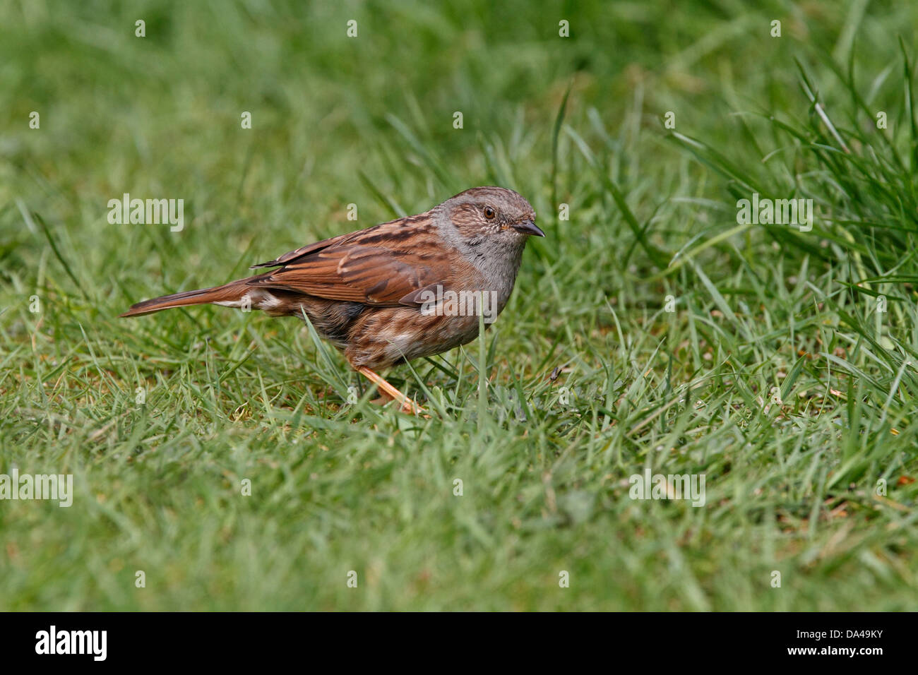 Dunnock (Prunella modularis) foraging in garden Cheshire UK April 0016 ...