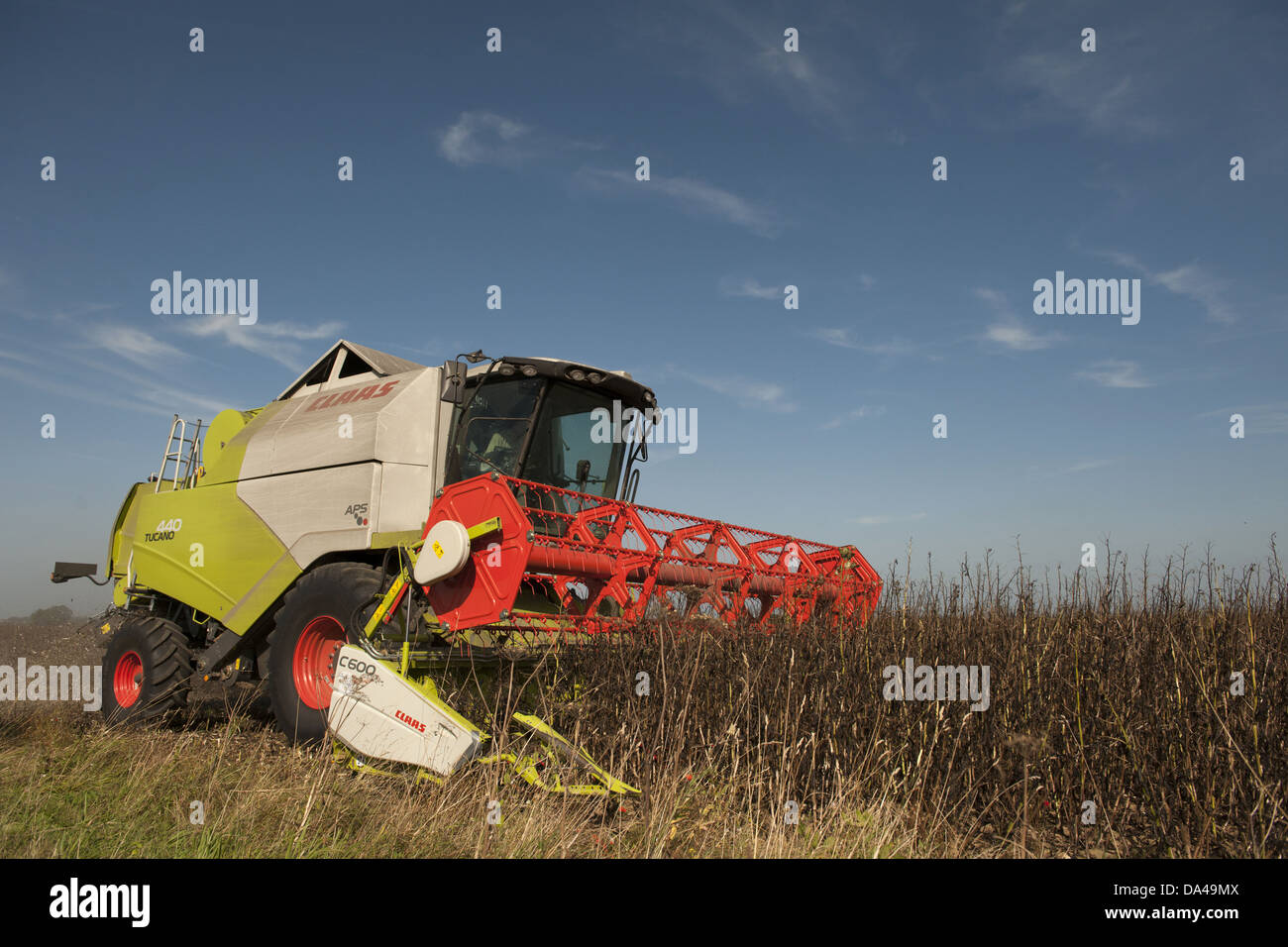 Bean harvests hi-res stock photography and images - Alamy