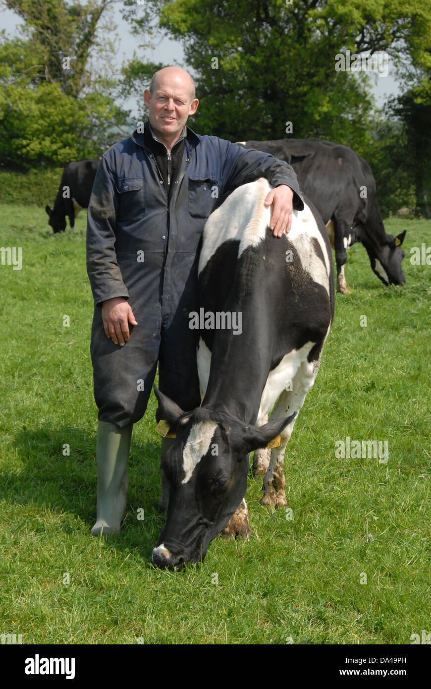Dairy farmer Steve Hook with Friesian cows in herd on organic dairy ...