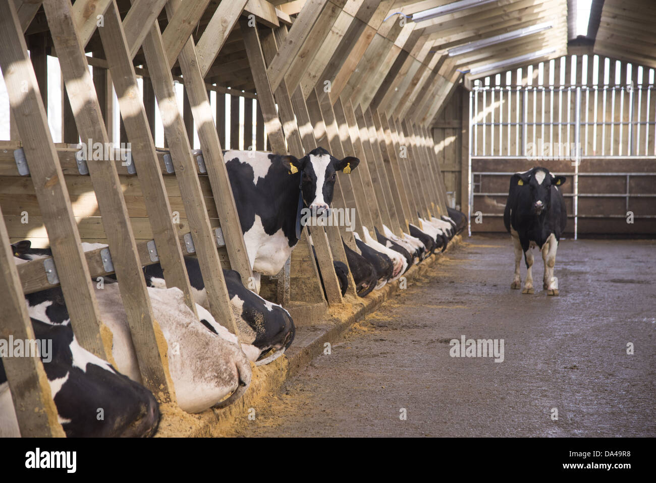 Dairy farming, Holstein dairy cows, standing and resting in wooden ...