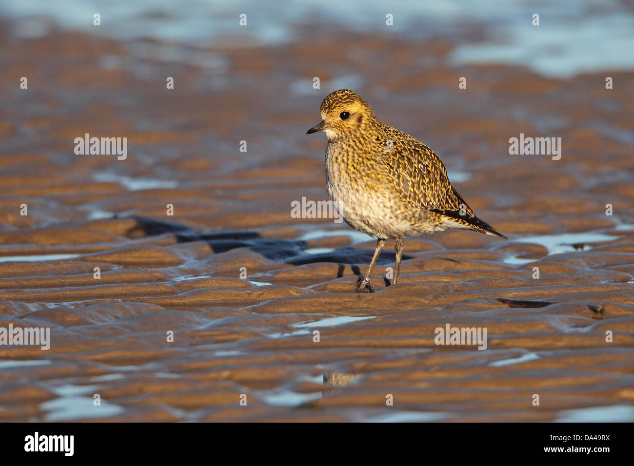 Golden plover winter plumage hi-res stock photography and images - Alamy