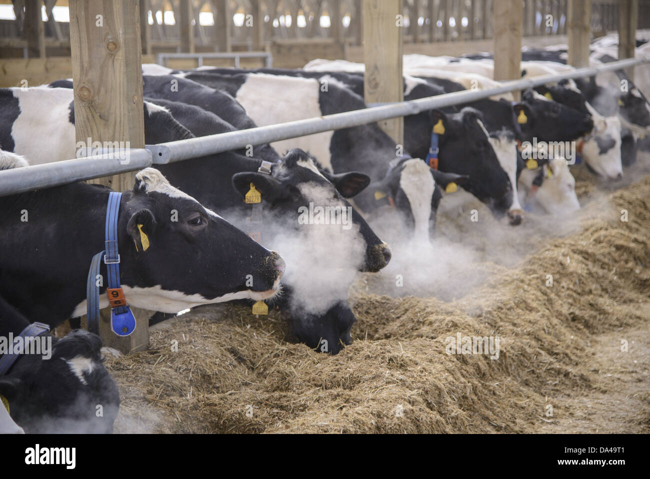 Dairy farming Holstein dairy cows wearing collars herd feeding on total ...