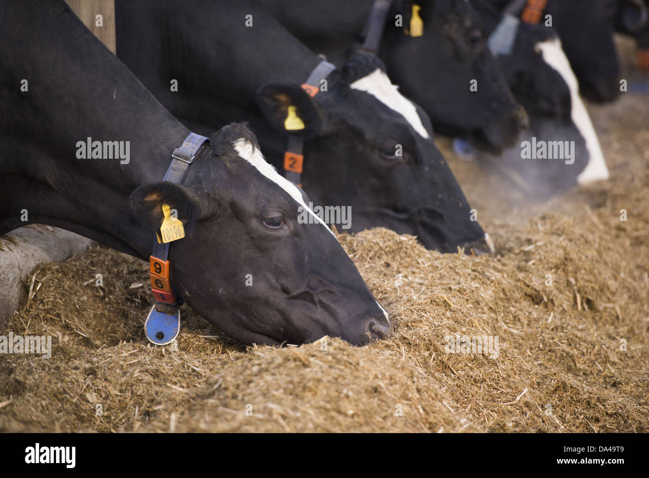 Dairy farming Holstein dairy cows wearing collars close-up of heads ...