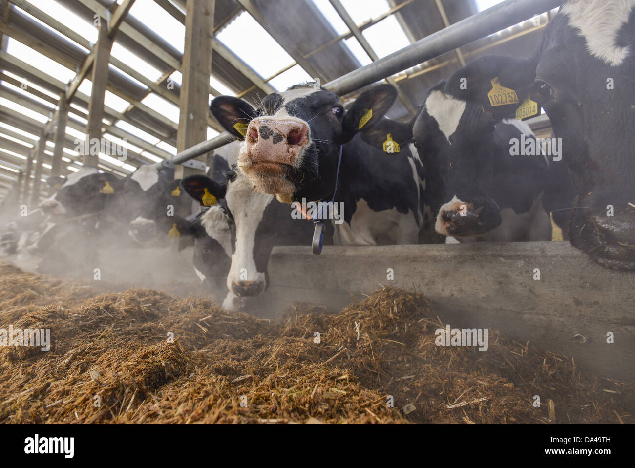 Dairy farming Holstein dairy cows wearing collars herd feeding on total ...