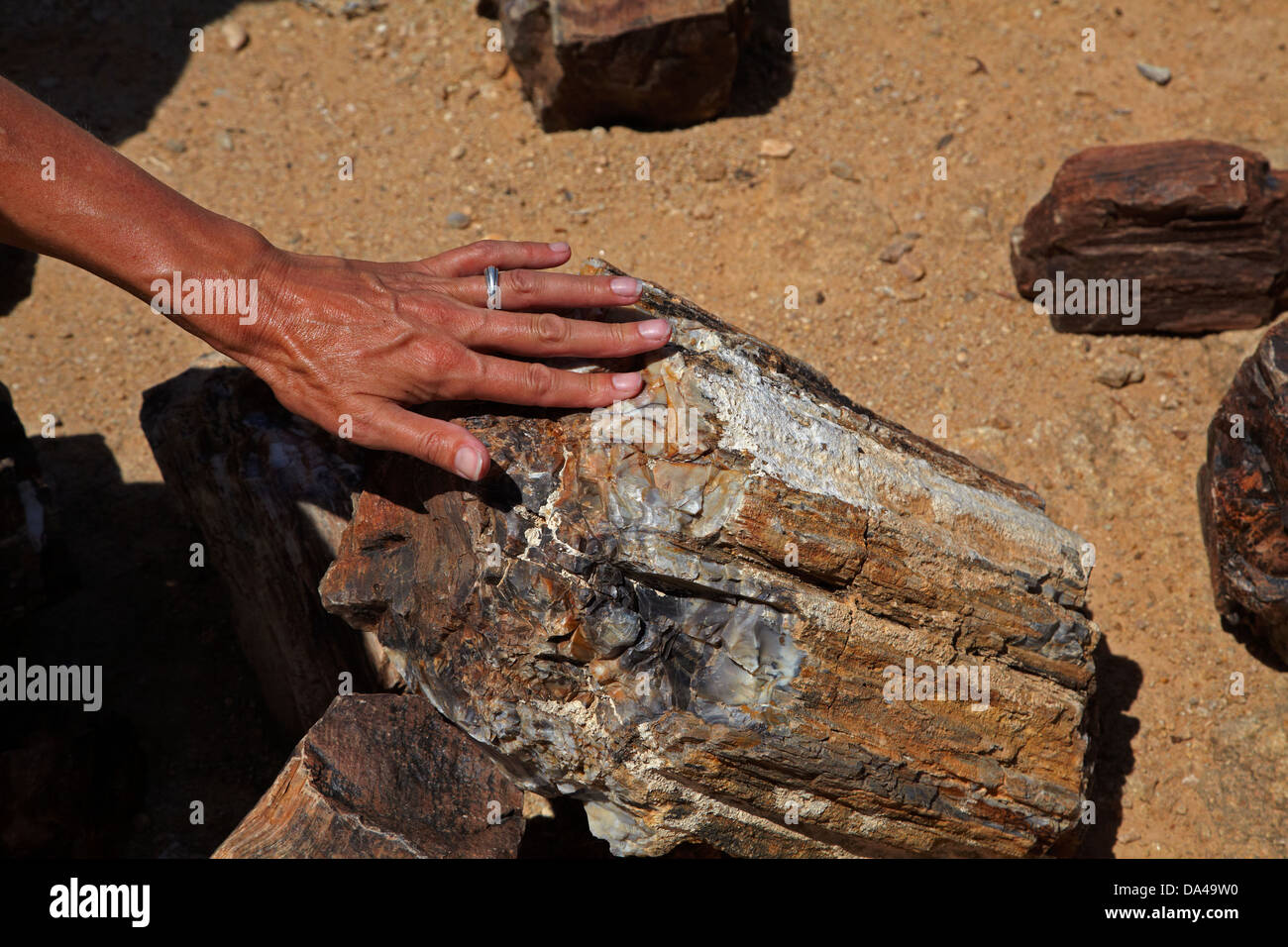 Tourist feeling marbled texture of petrified tree trunk, Petrified ...