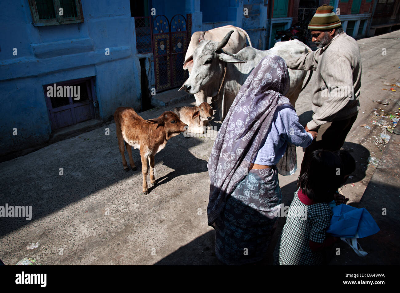 Man helping an elderly woman to pass in front of cows. Jodhpur ...