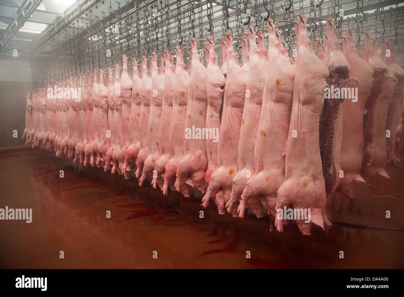 Pig carcases hanging in abattoir, Yorkshire, England, February Stock ...