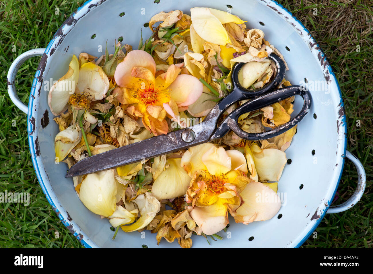 Deadheading roses scissors hi-res stock photography and images - Alamy