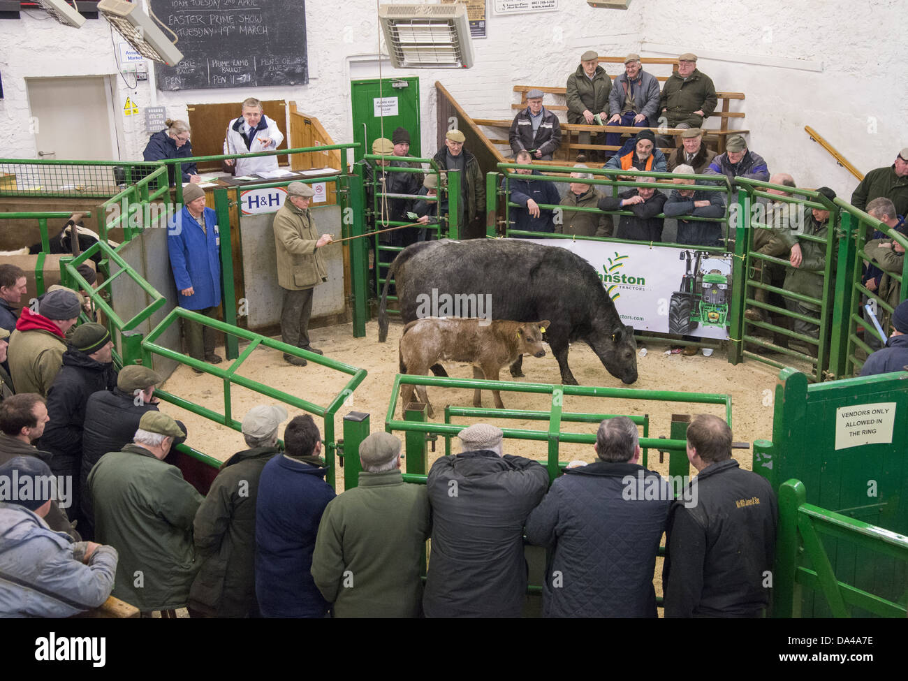 Livestock market, selling cow and calf in auction ring, Kirkby Stephen ...