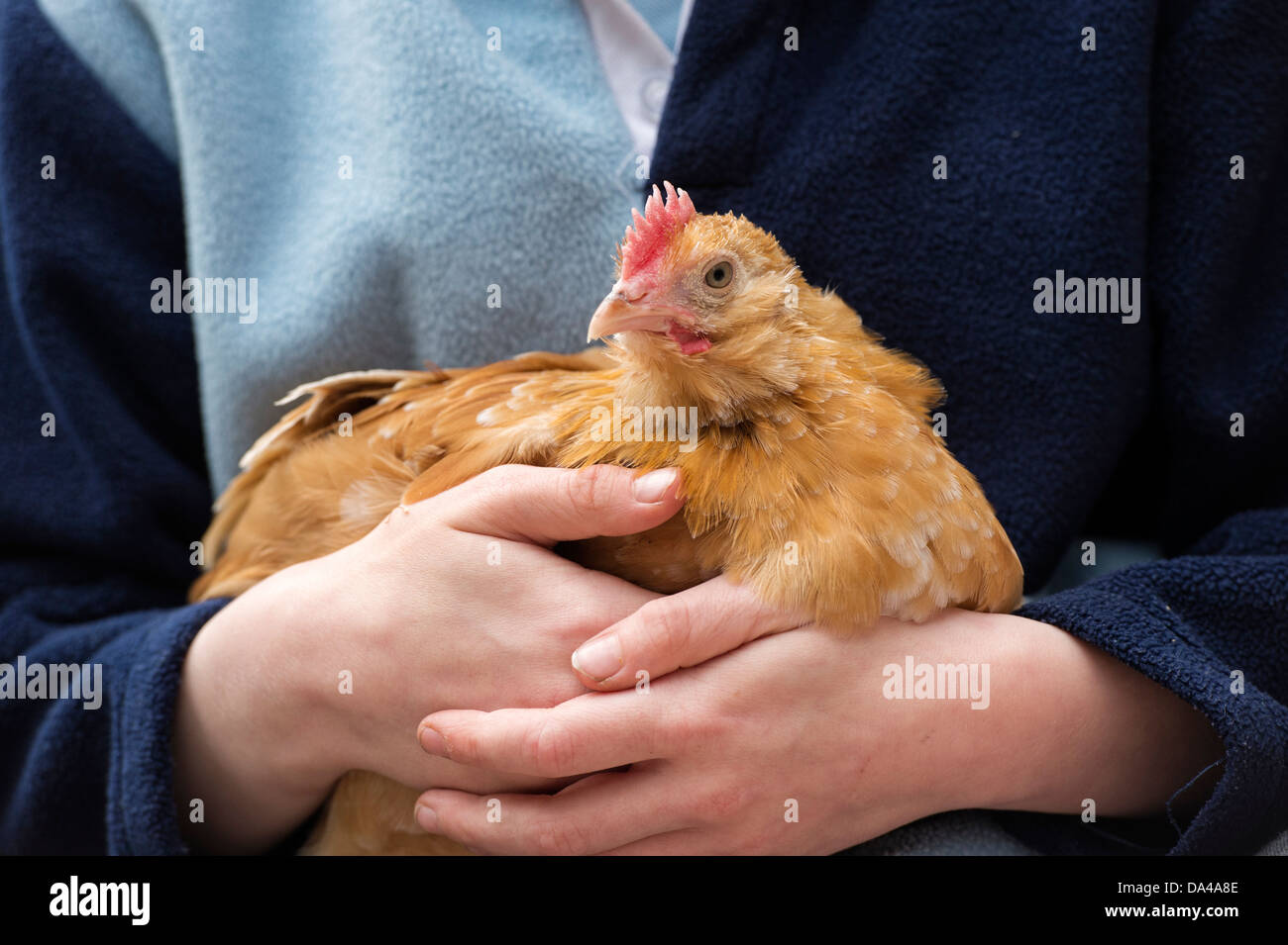Boy holding hen hi-res stock photography and images - Alamy