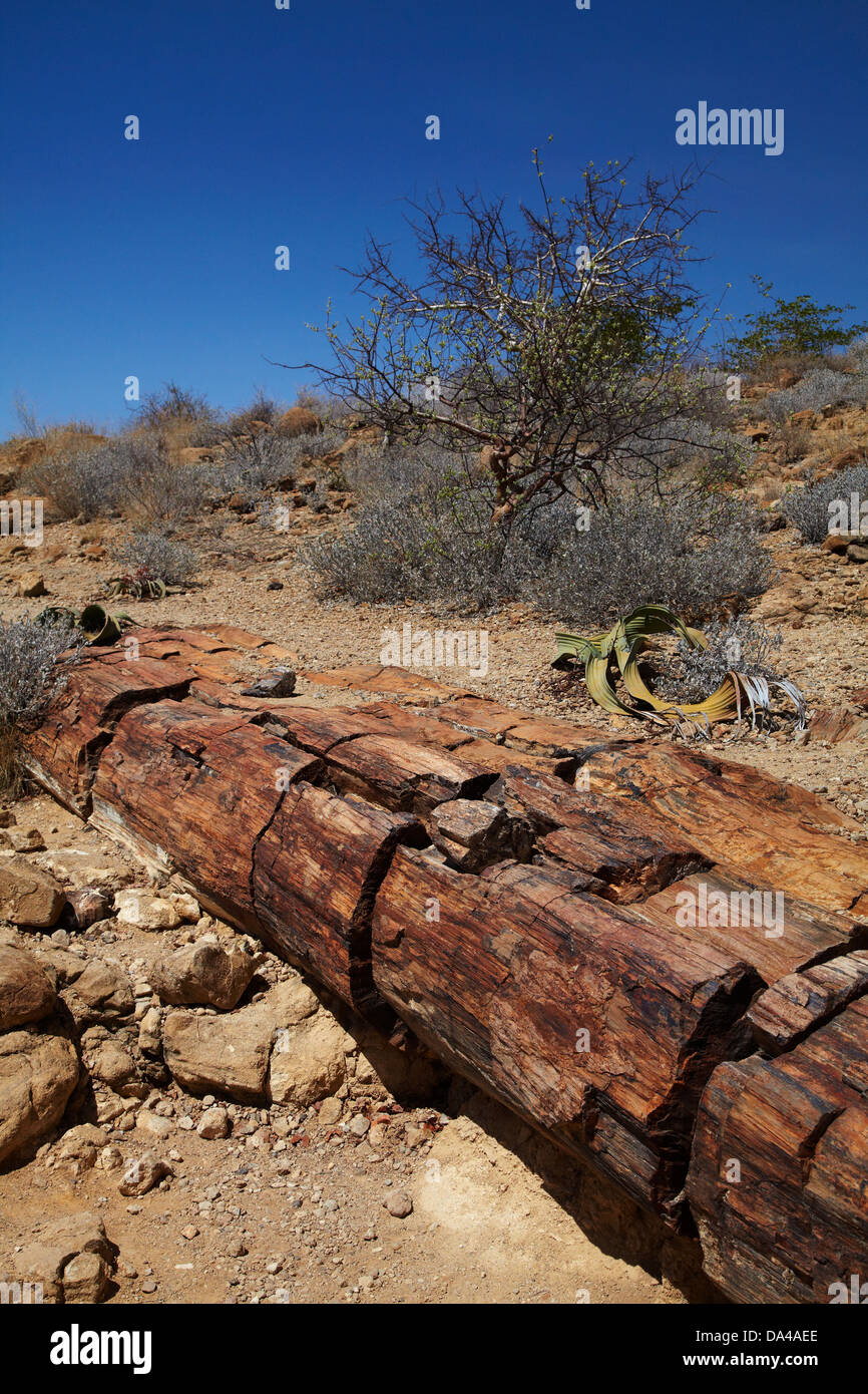 Petrified tree trunk, Petrified Forest, Damaraland, Namibia, Africa ...