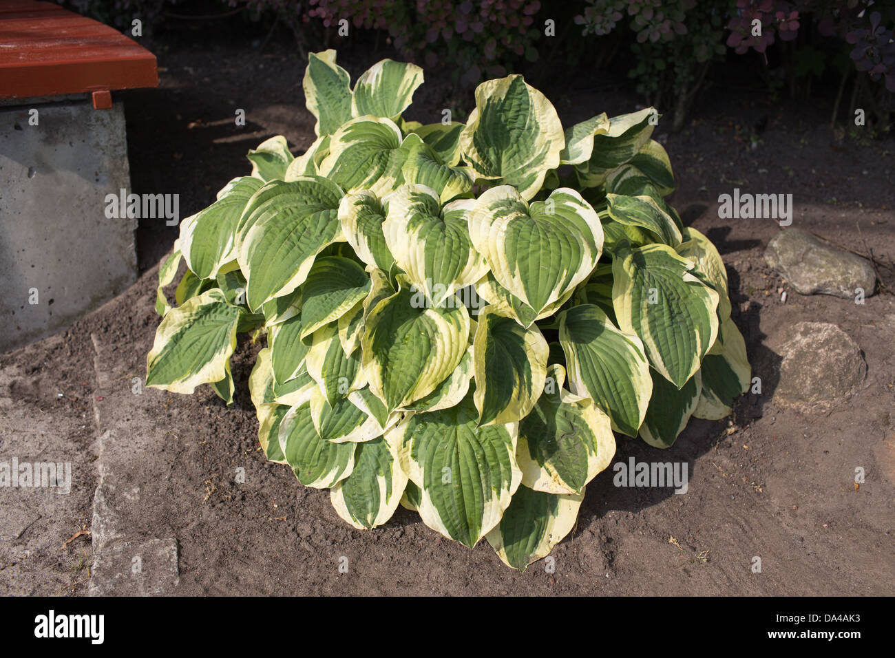 Nice plant view on the pavement Stock Photo - Alamy