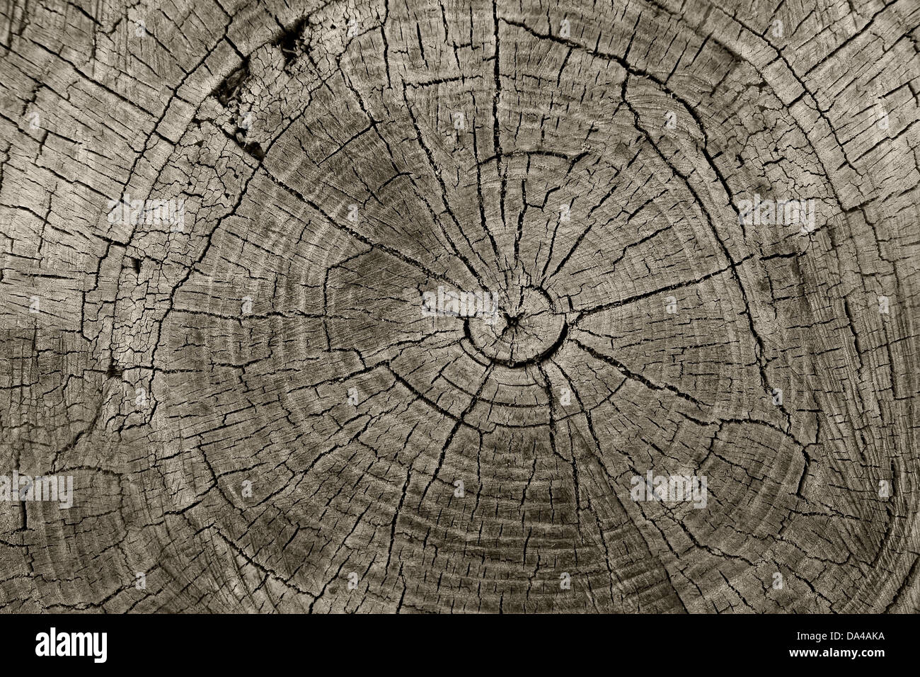 Tree rings old weathered wood texture with the cross section of a cut ...