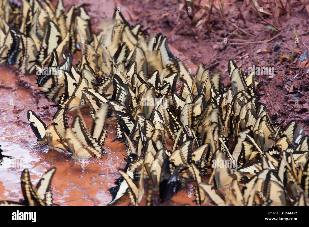 Butterflies drinking from a puddle near the Iguazu Falls Stock Photo ...