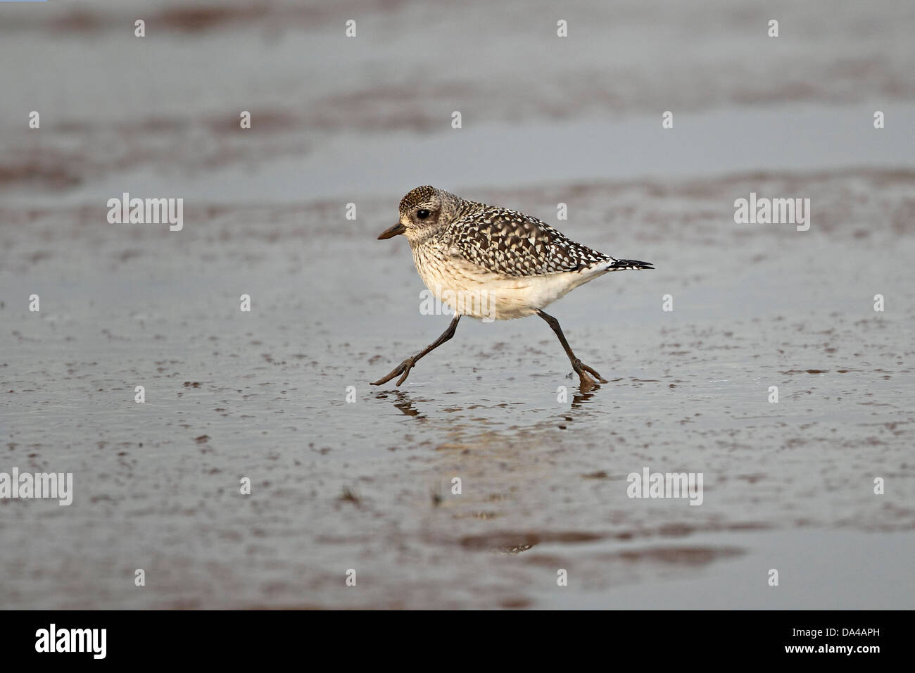 Grey Plover (Pluvialis squatarola) running on muddy shore in winter ...
