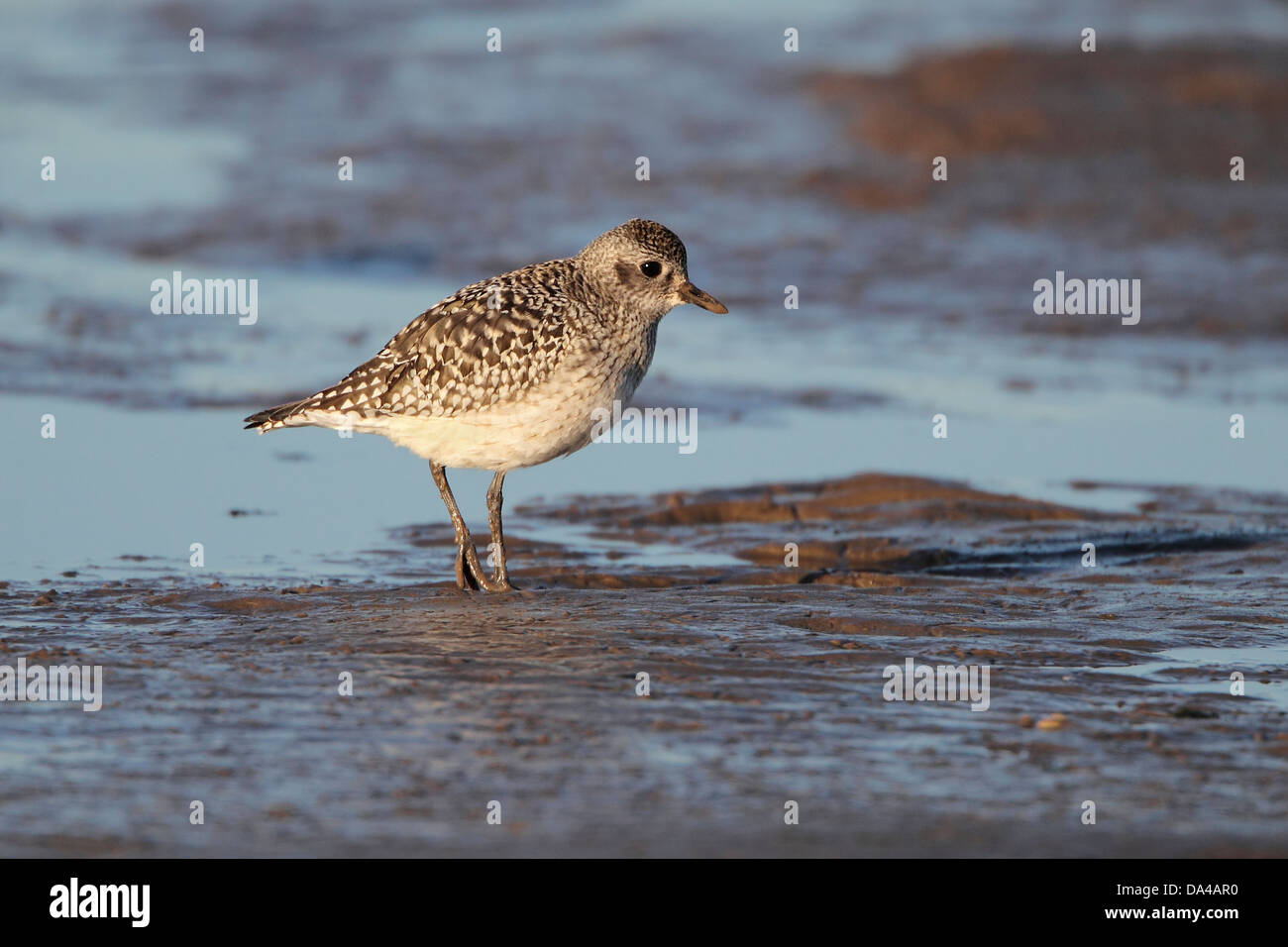 Grey Plover (Pluvialis squatarola) on muddy shore in winter plumage ...