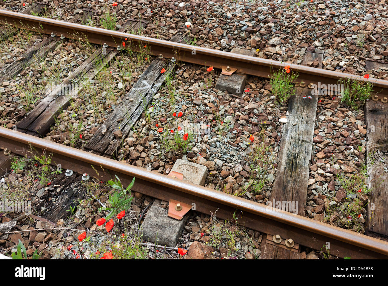 Railway Lines with Poppies (Papaver rhoeas) Growing Alongside Stock ...