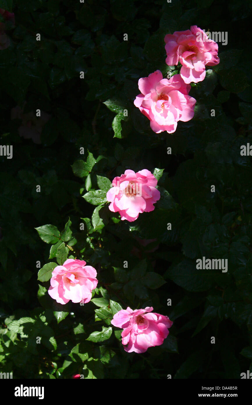 Five Pink Roses Stock Photo - Alamy