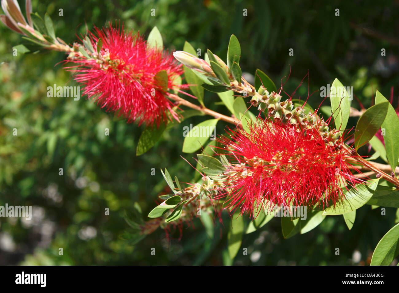 Red fuzzy flower hi-res stock photography and images - Alamy