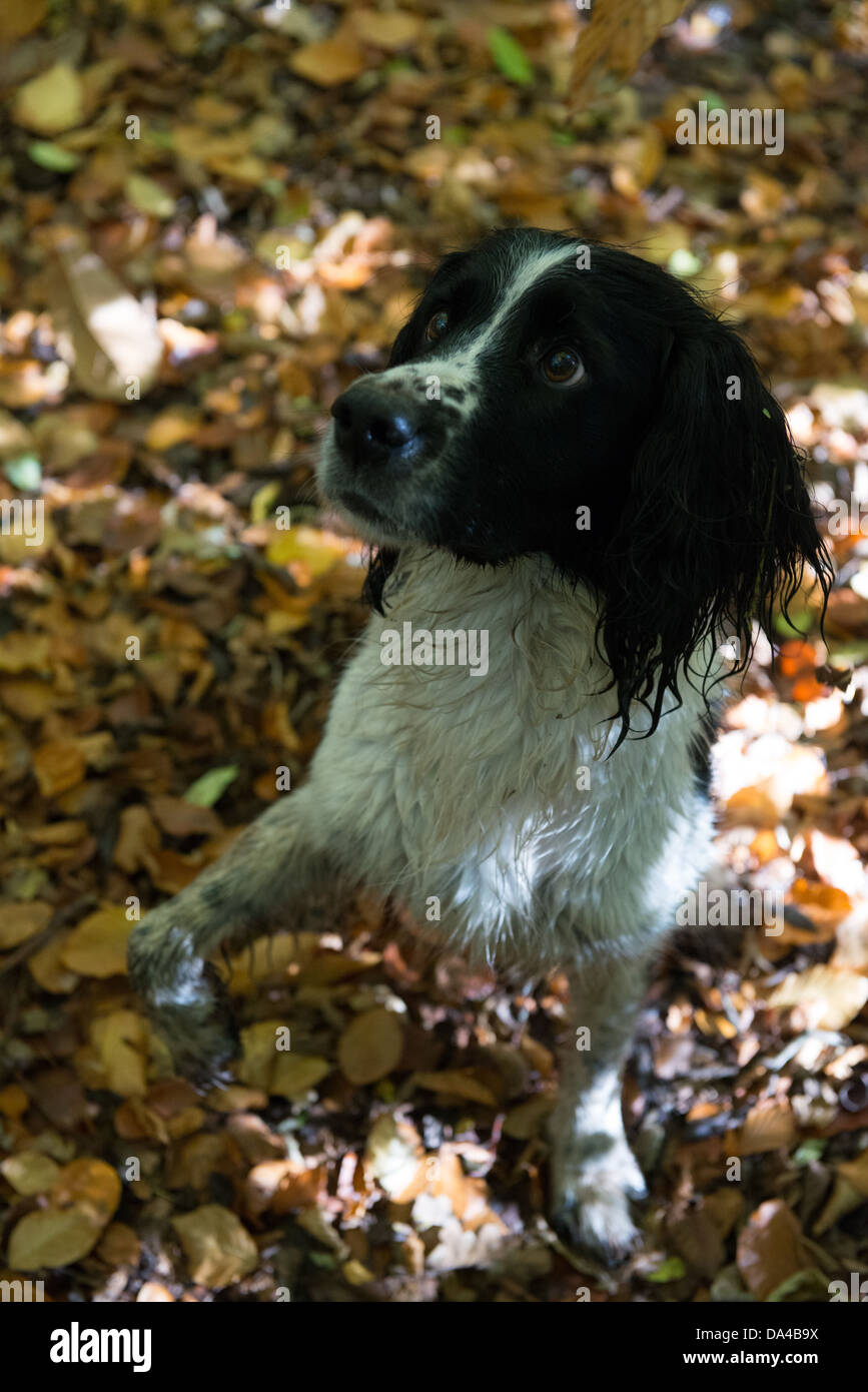 Dog out hunting in forest Stock Photo - Alamy