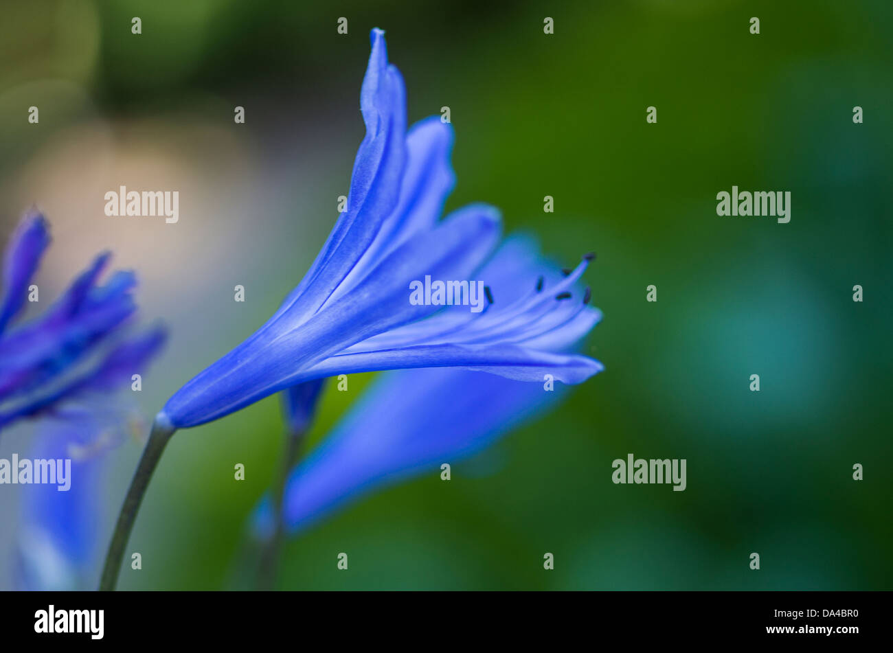 Blue flower with great background and amazing colors Stock Photo - Alamy